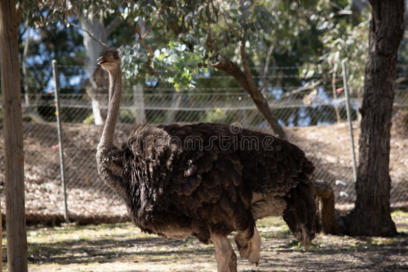 This is a Side View of an Ostrich in a Field Stock Photo - Image of ...