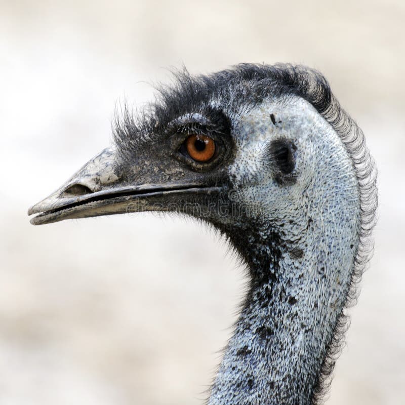 Side View of an Ostrich Head Stock Photo - Image of neck, birds: 42393522