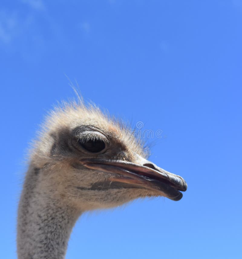 Side View of Ostrich with Sky in the Background Stock Image - Image of ...