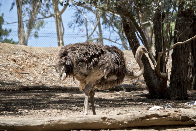 This is a Side View of an Ostrich Stock Image - Image of wonder ...