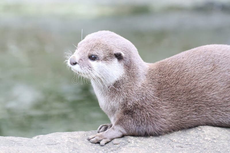 Side view otter stock image. Image of otter, view, side - 365646967