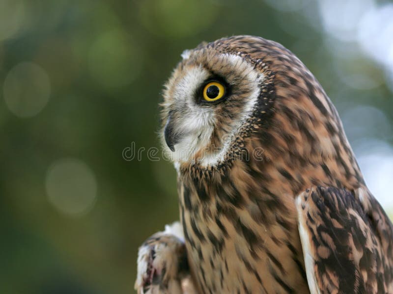 Side View Of An Owl. Stock Image - Image: 10909301