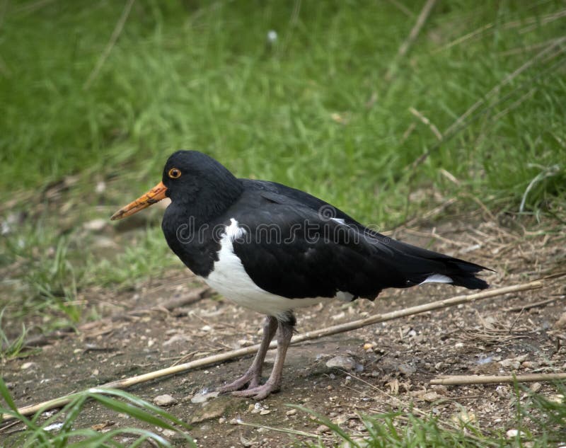 This is a Side View of an Oyster Catcher Stock Photo - Image of ...
