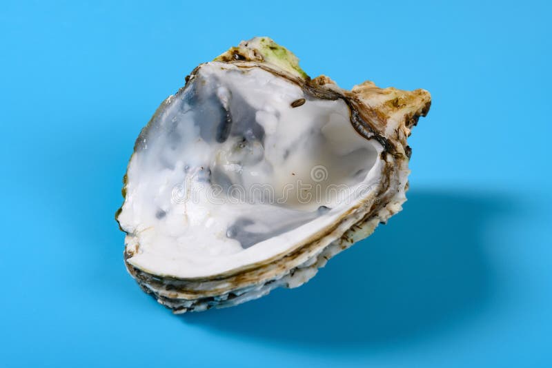 Oyster Shell on Blue Background Stock Image - Image of closeup, shell ...