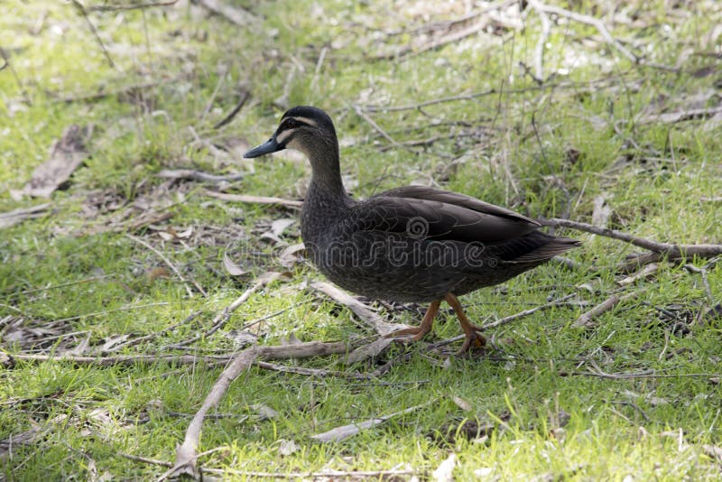 This is a Side View of a Pacific Black Duck Stock Image - Image of ...