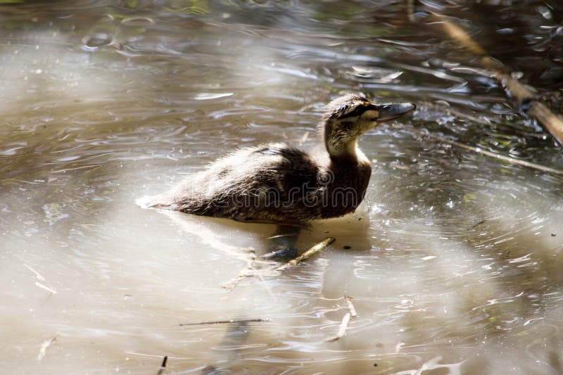 This is a Side View of a Pacific Black Duckling Stock Photo - Image of ...