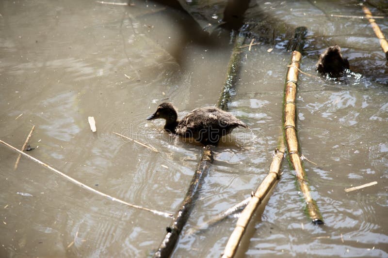This is a Side View of a Pacific Black Duckling Stock Image - Image of ...
