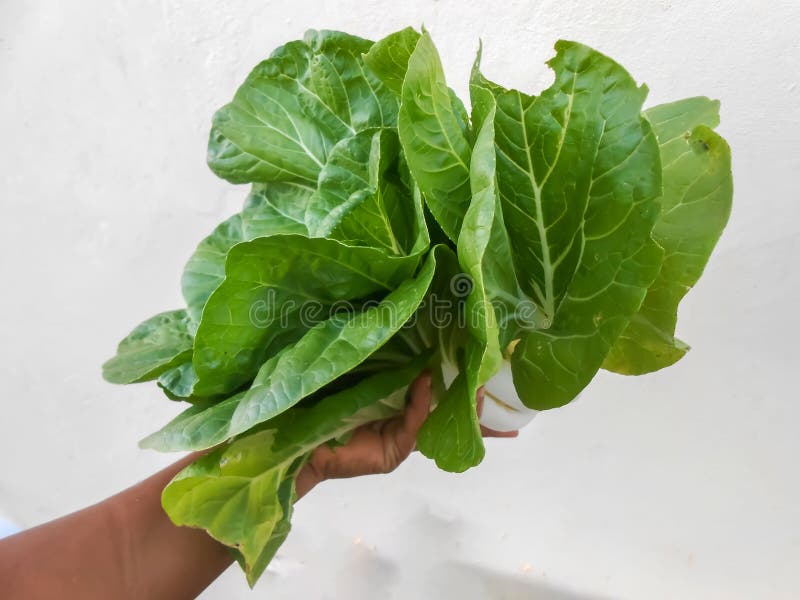 Side View of Pak Choi Vegetable Stock Image - Image of held, vegetable ...