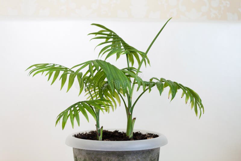 Side View on Palm Tree Leaves in a Pot Stock Image - Image of ...