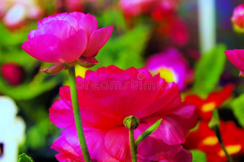 Side view of pansies. stock image. Image of plants, perspective - 48450517