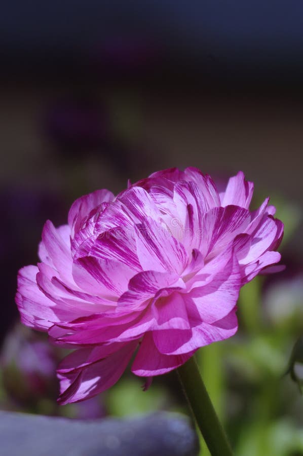 Side view of pansies. stock photo. Image of pansies, petal - 48450524