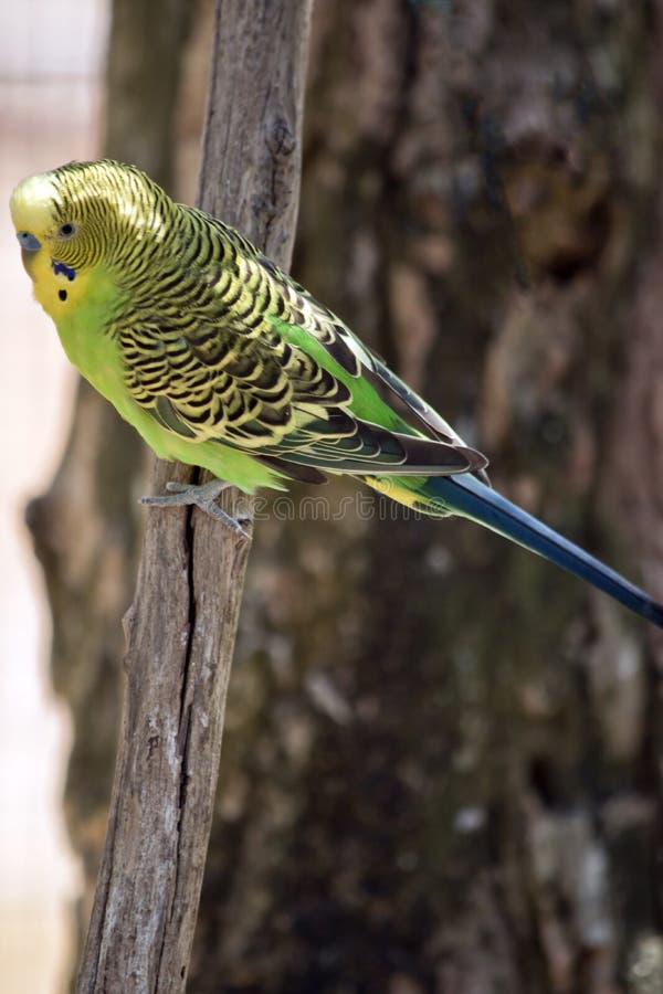 This is a Side View of a Parakeet Stock Image - Image of face, parrot ...