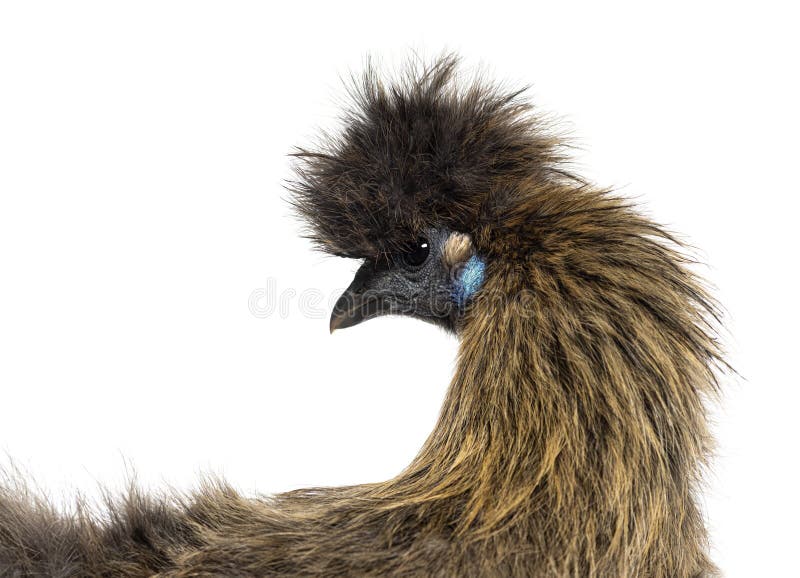 Side View of a Partridge Silkie Hen Head, Isolated on White Stock Photo ...
