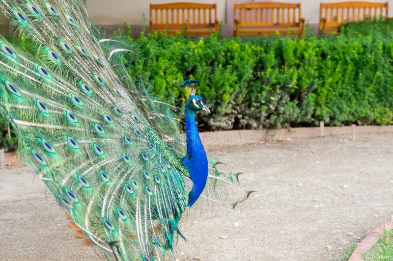 Side View of Peacock with Her Tail Spread Stock Photo - Image of spread ...
