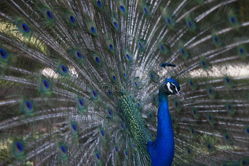 Peacock with Open Feathers Side View Stock Image - Image of head, bird ...