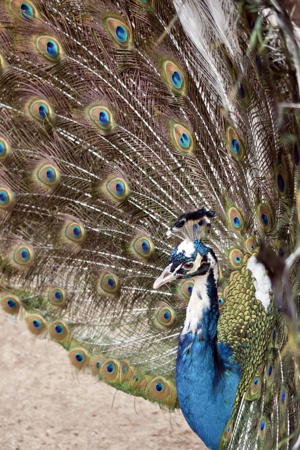 Peacock Side View Stock Photos - Download 817 Royalty Free Photos