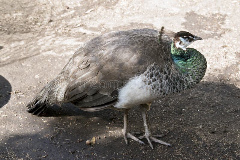 Peahen Stock Photos - Download 1,933 Royalty Free Photos