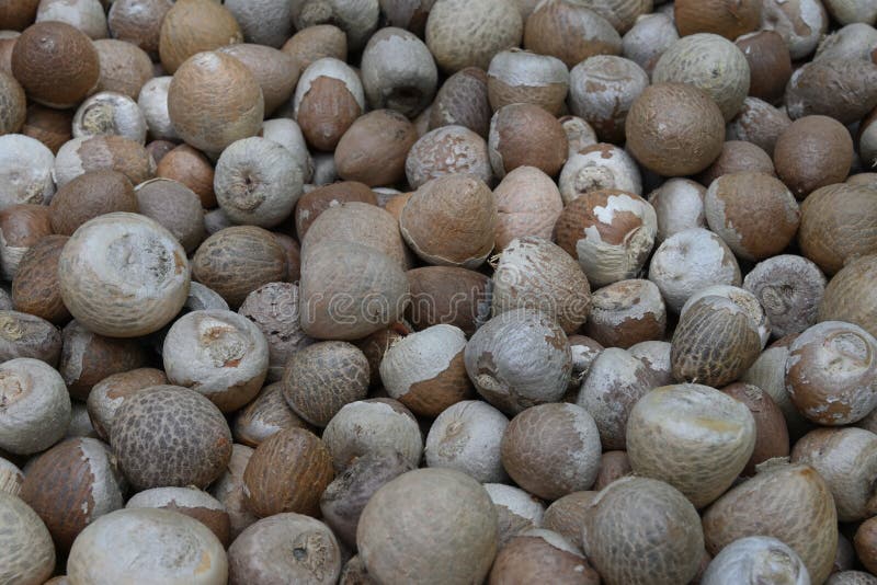 Top View of Areca Nut Kept for Drying in the Sun Which Later Be Peeled ...