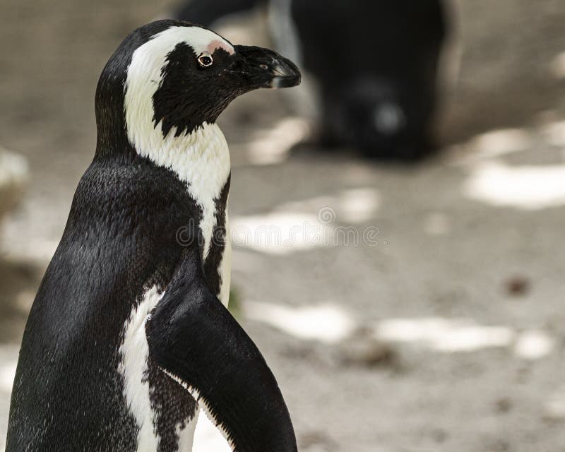 Side view of a penguin stock image. Image of penguin - 197885185
