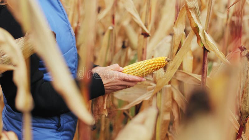 Side View of Person in Jacket Holding Ear of Corn in Hands Stock Video ...