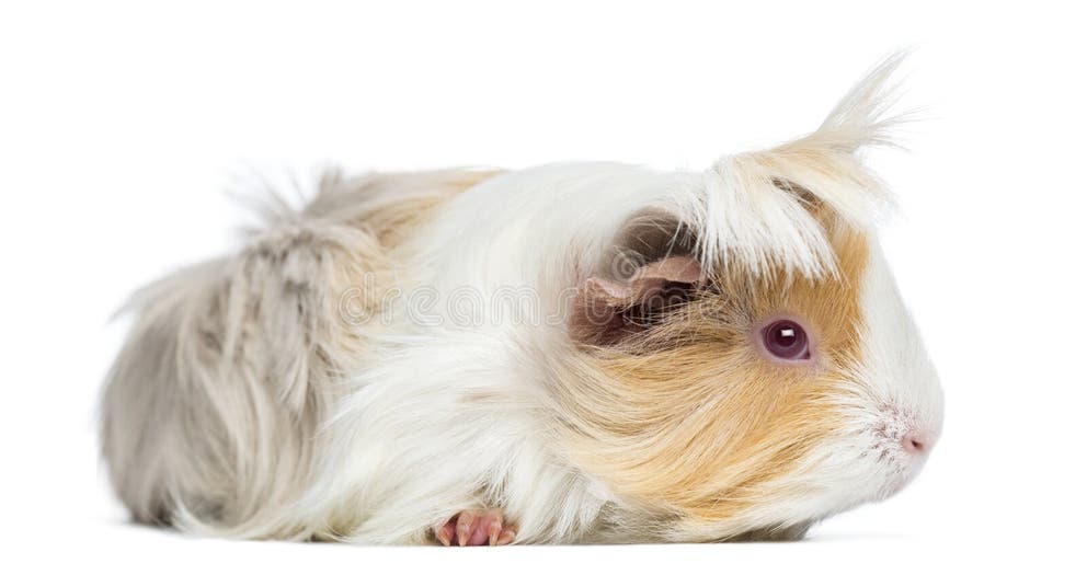 Side View of Peruvian Guinea Pig, Isolated Stock Photo - Image of ...