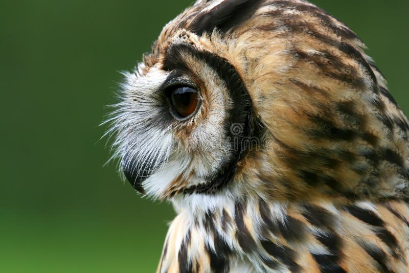 136 Side Profile Brown Owl Stock Photos - Free & Royalty-Free Stock ...