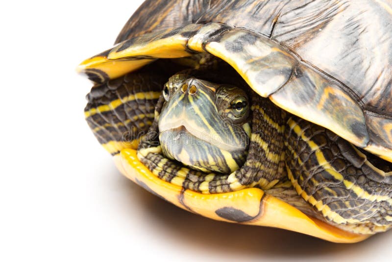 Pet Turtle Red-eared Slider or Trachemys Scripta Elegans Hides Its Head ...