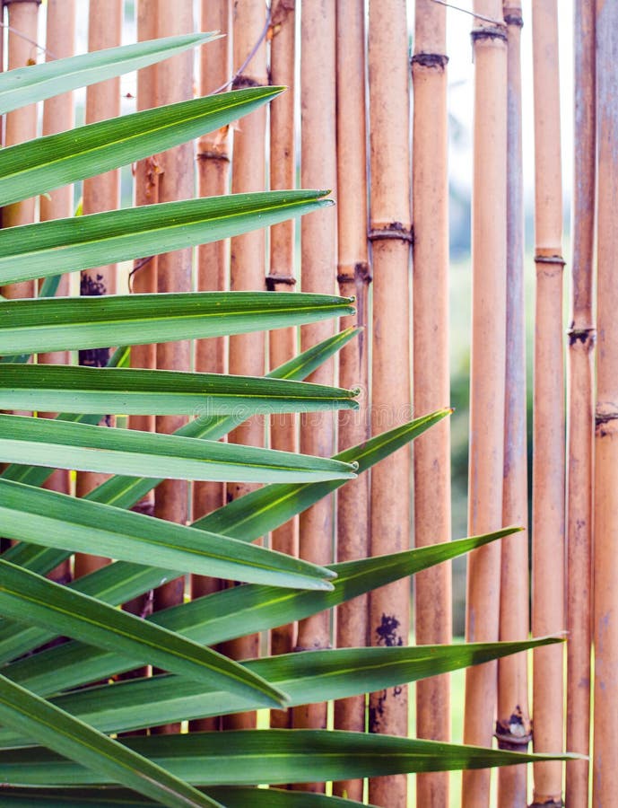 Side View Photo from a Natural Bamboo Wall with Palm Leaf . this Photo ...