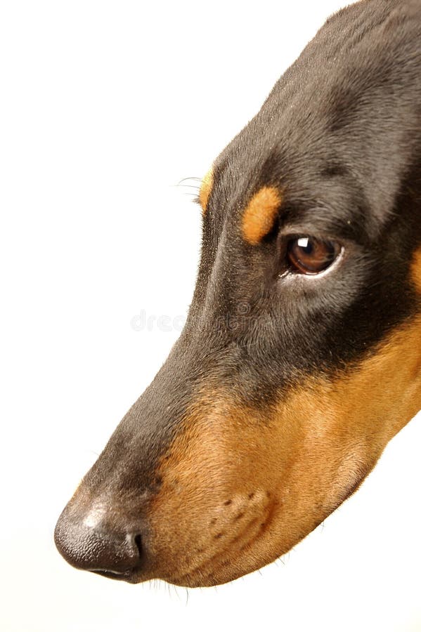 A Side View Picture of a Doberman`s Head Stock Image - Image of animals ...