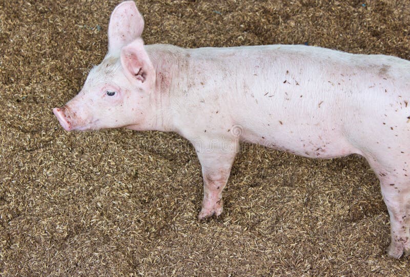 Side view of a pig stock image. Image of piggy, pork - 30476605