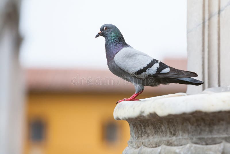 Side View Of A Pigeon Standing Stock Photo - Image of nobody ...