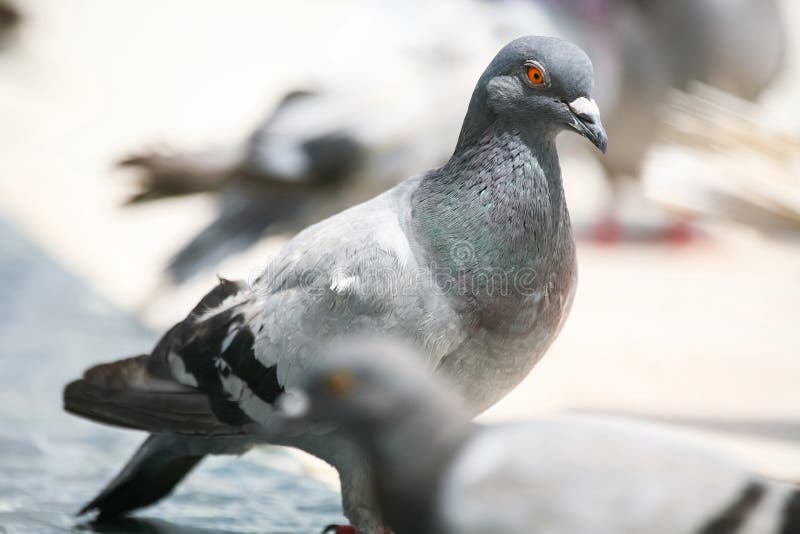 Side view of pigeon stock photo. Image of pigeon, street - 50794546
