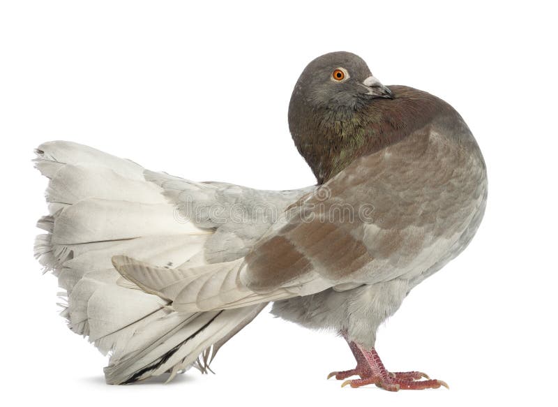 Side View Of A Pigeon Standing Stock Photo - Image of background ...