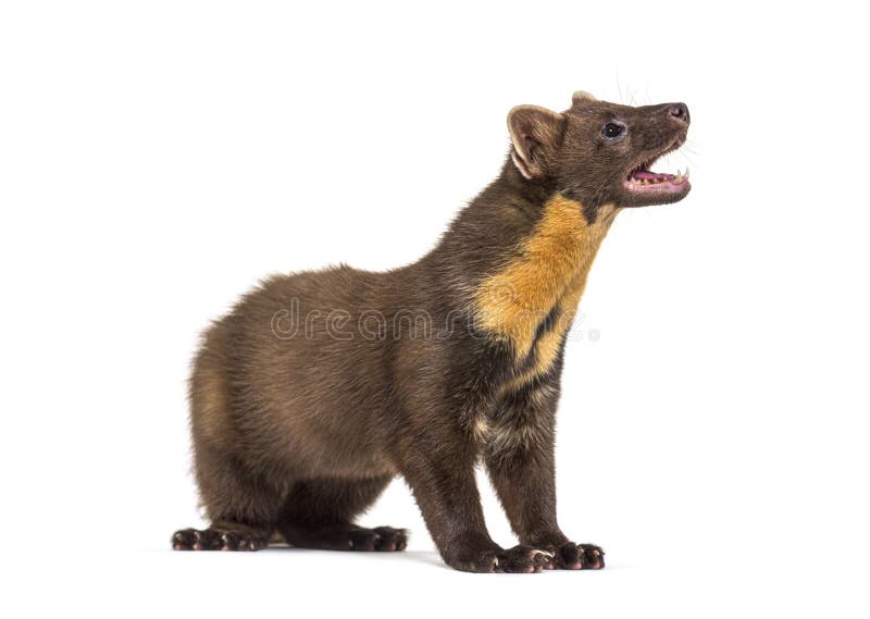 American Marten Teeth American Marten Skull #00632 Craniates