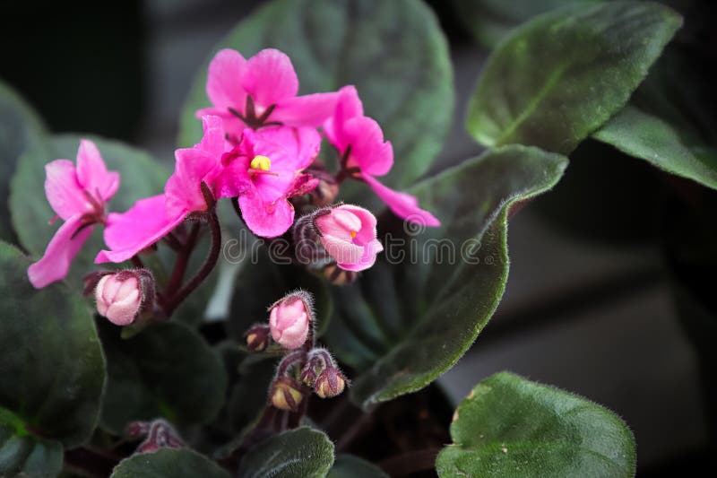 Side View of Pink African Violet Buds on Peduncles Stock Image - Image ...