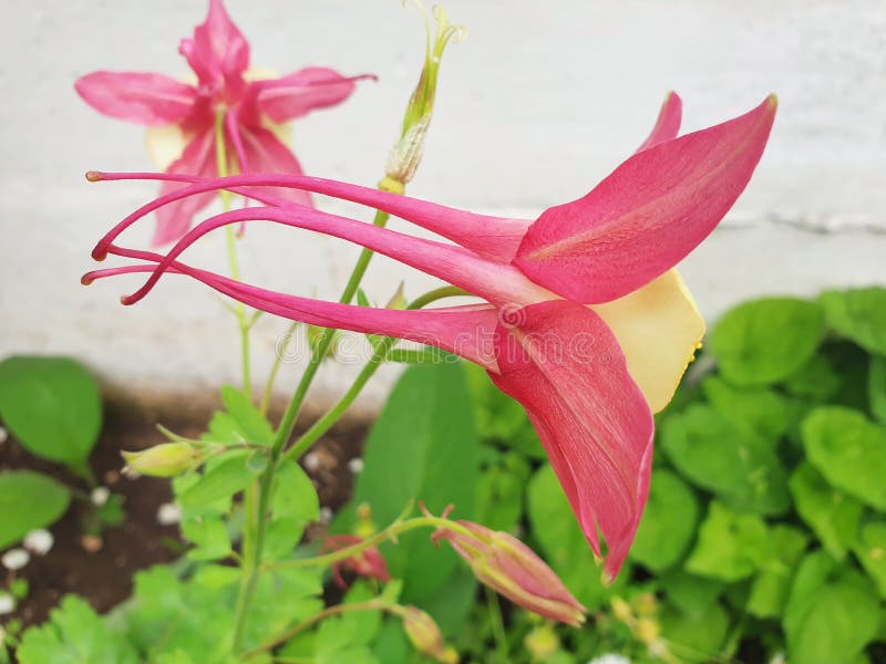 Side View of the Pink Aquilegia Flower Stock Image - Image of backdrop ...
