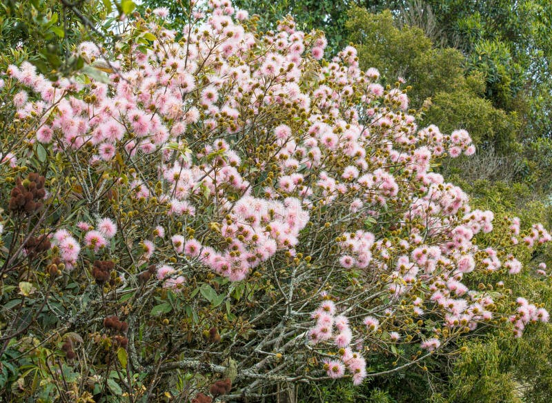 Lush Pink Calliandra Bush in a Grassy Meadow Stock Photo - Image of ...