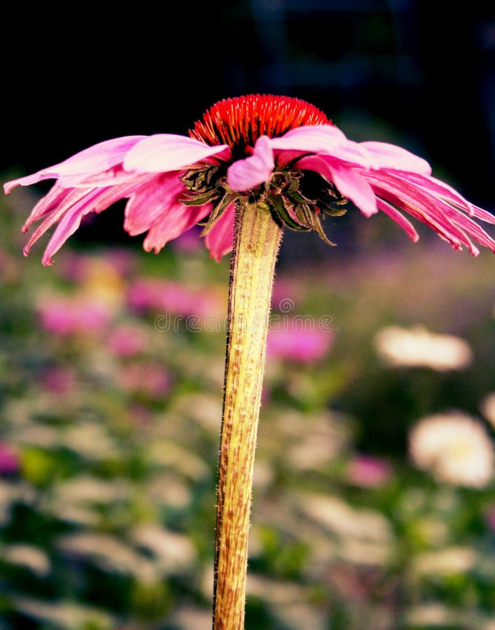 Side View Weeping Angel stock image. Image of grieve - 111801509