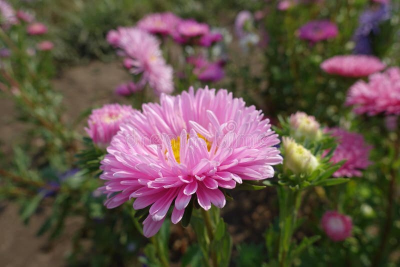 Side View of Pink Flower of China Aster Stock Image - Image of fall ...