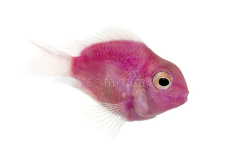 Side View of a Pink Fresh Water Fish Swimming, Isolated Stock Image ...