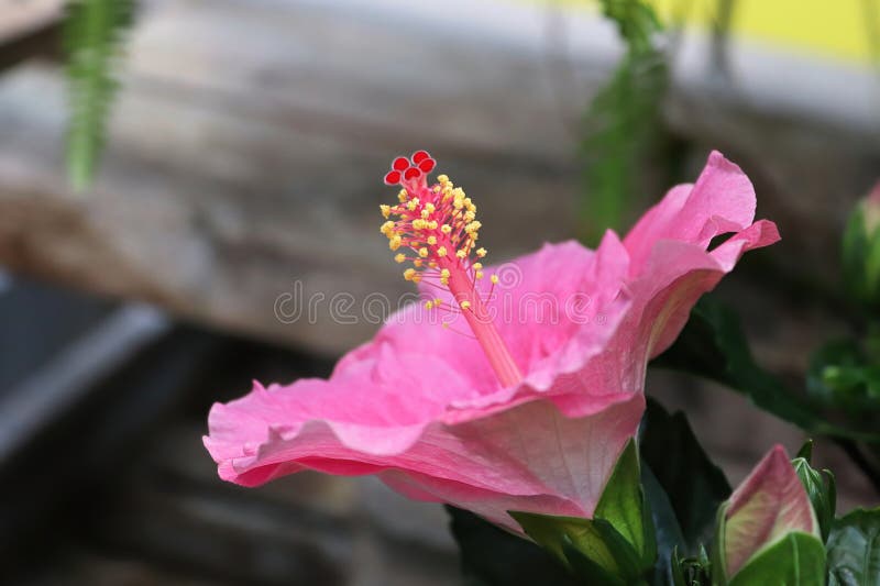 Side View of Pink Hibiscus Flowers in Bloom Stock Image - Image of ...