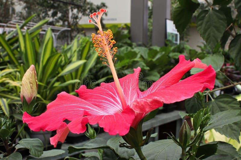 Side View of Pink Hibiscus Flowers in Bloom Stock Photo - Image of ...