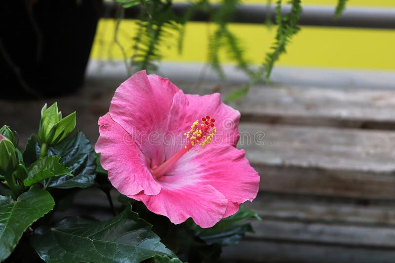 Side View of Pink Hibiscus Flowers in Bloom Stock Image - Image of ...