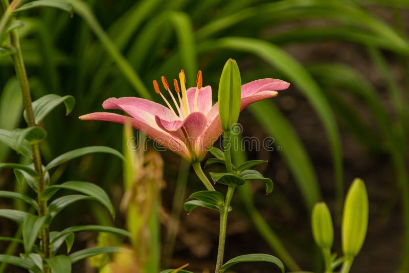 Side View of a Blooming Tiger Lily Stock Photo - Image of leaves ...