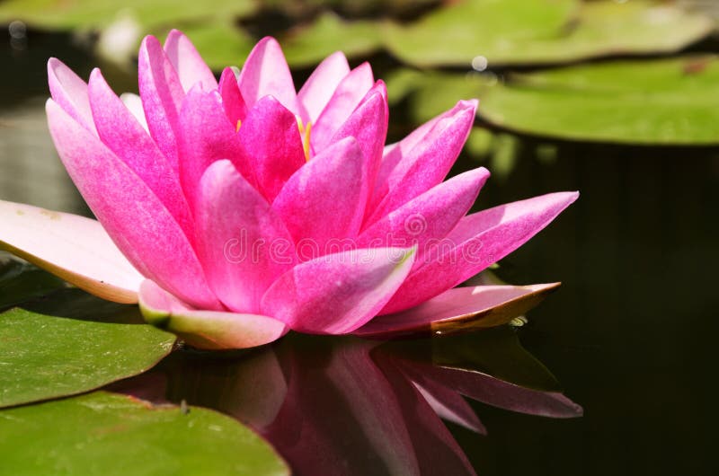Side View Pink Lotus Flower and Leaves Closeup in the Pond Stock Photo ...