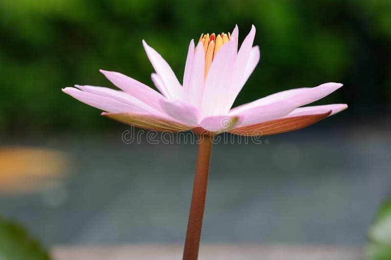 A Side View of a Pink Water Lily Stock Image - Image of serene, pink ...