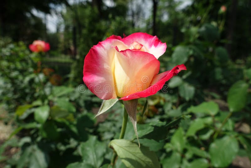 Side View of Pink and White Flower of Rose Stock Image - Image of ...