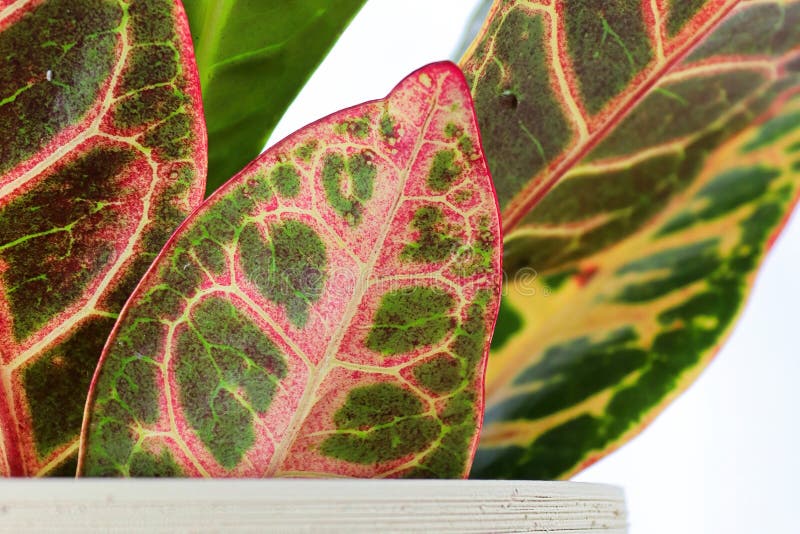 Side View of the Pink Yellow and Green Leaves on a Croton Stock Image ...
