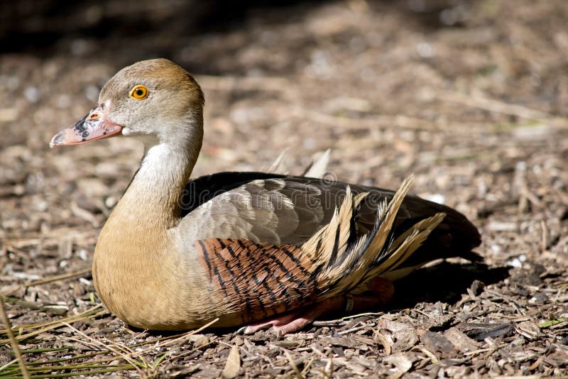 This is a Side View of a Plumed Whistling Duck Stock Image - Image of ...