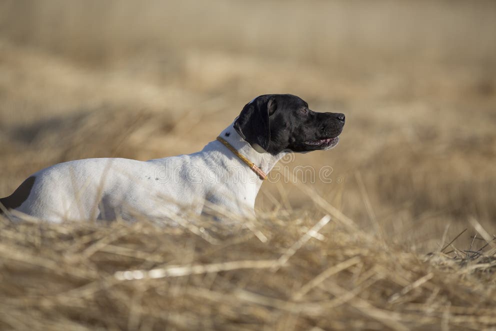 Side view of pointer stock photo. Image of adult, pointer - 26077742